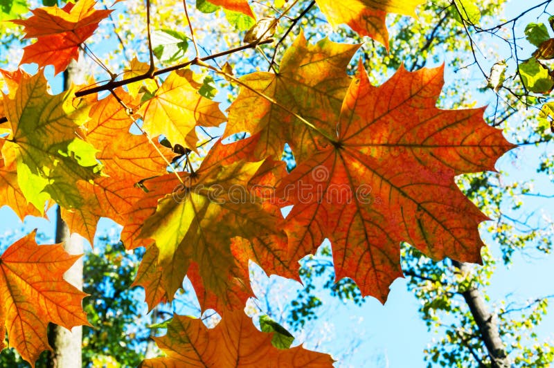 Bright Autumn Landscape. Autumn Tree Leaves the Blue Sky Background ...