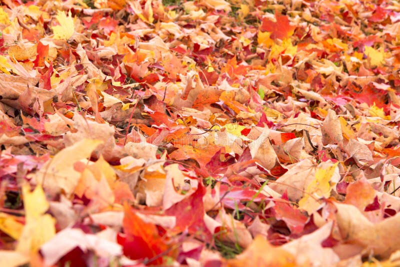 Bench in Golden Light stock photo. Image of ringwood, leaves - 1099814
