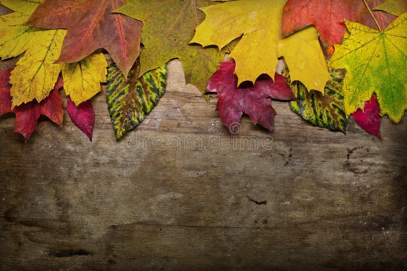 Bright autumn leaves stock image. Image of board, nature - 63211115