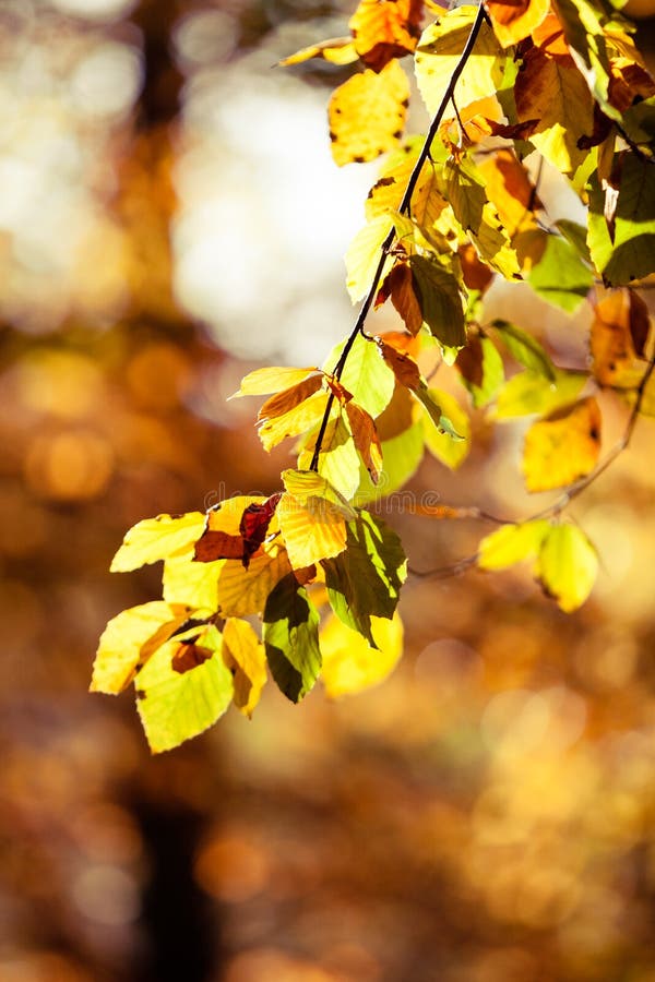 Bright Autumn Leaves, Fall Trees Stock Photo - Image of season, golden ...