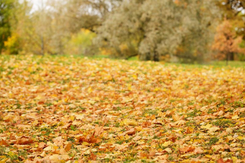 Bright Autumn Leaves on the Ground Stock Image - Image of ground, brown ...