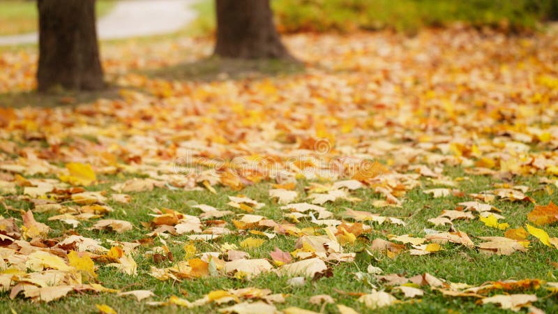 Bright Autumn Leaves on the Ground Stock Photo - Image of color, gold ...