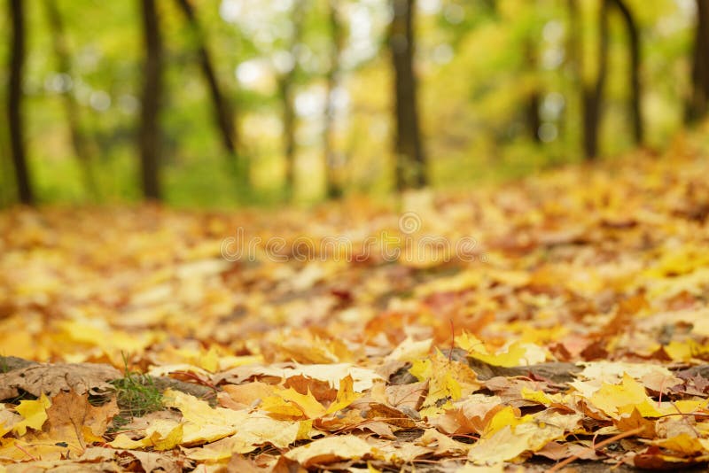 Bright Autumn Leaves on the Ground Stock Photo - Image of beautiful ...