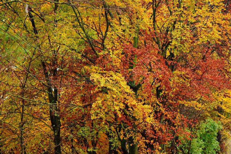 Bright Autumn Leaves in the Natural Environment. Fall Maple Tree Stock ...