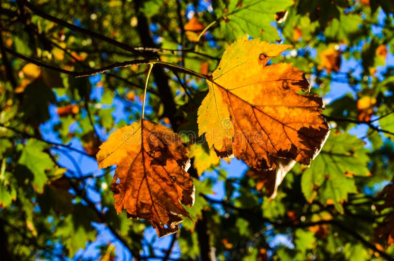 Bright Autumn Leaves in the Natural Environment Stock Photo - Image of ...