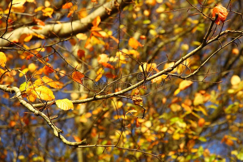 Bright Autumn Leaves in the Natural Environment Stock Photo - Image of ...