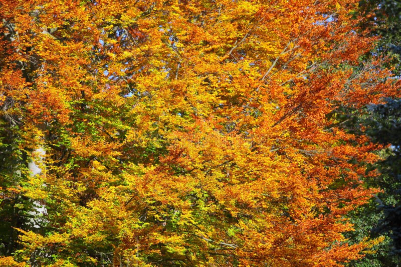 Bright Autumn Leaves in the Natural Environment Stock Image - Image of ...