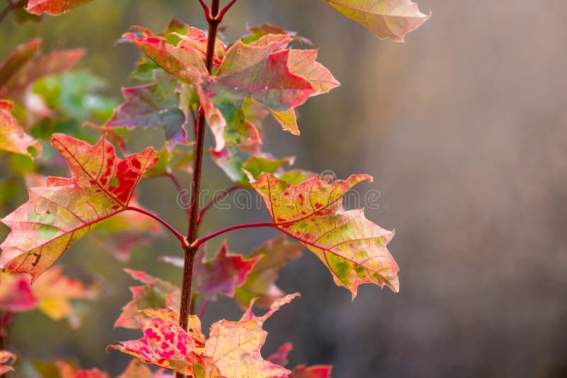 Bright Autumn Leaves of Red Oak on a Tree Branch Close-up_ Stock Image ...