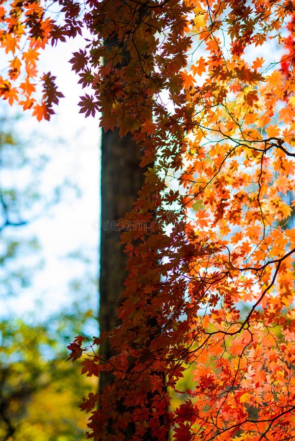 Bright autumn leaves stock image. Image of environment - 59055571