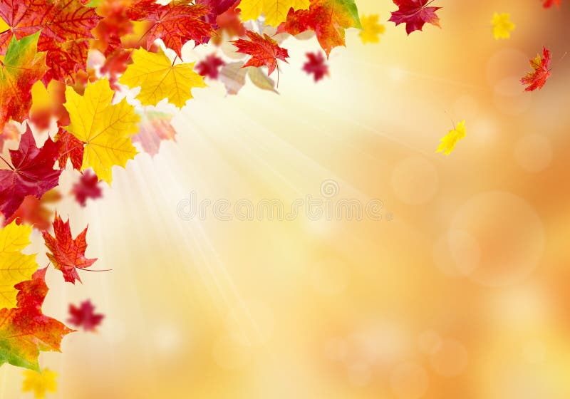 Bright autumn leaves. stock illustration. Illustration of frame - 76318637