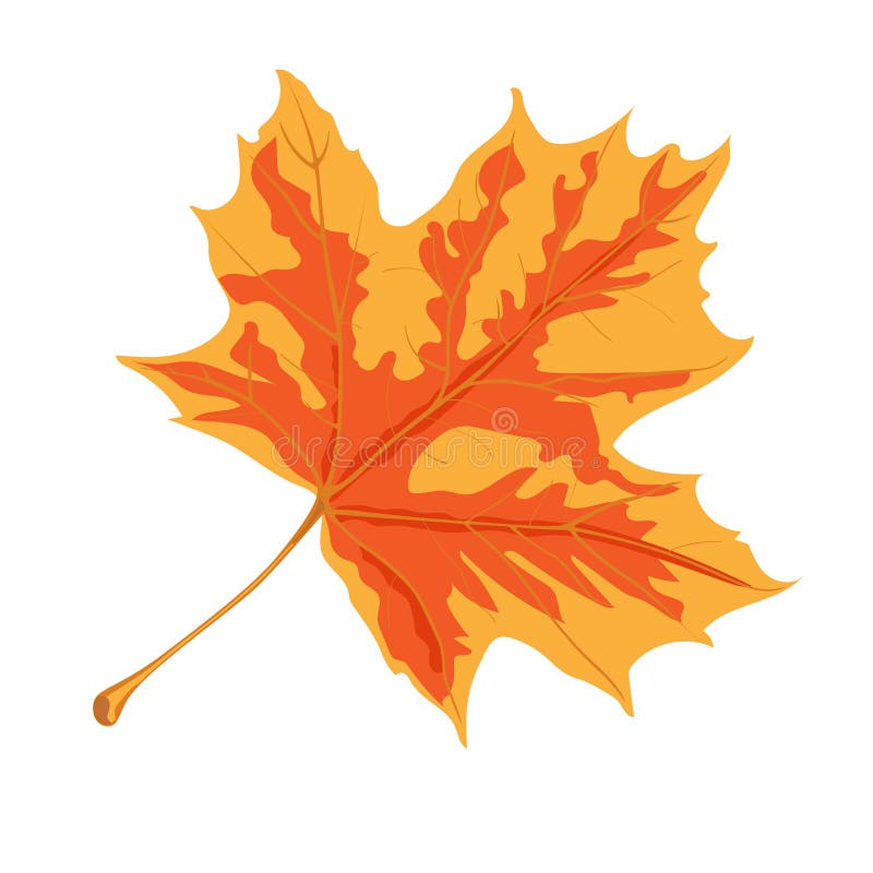 A bright autumn maple leaf stock vector. Illustration of beautiful ...