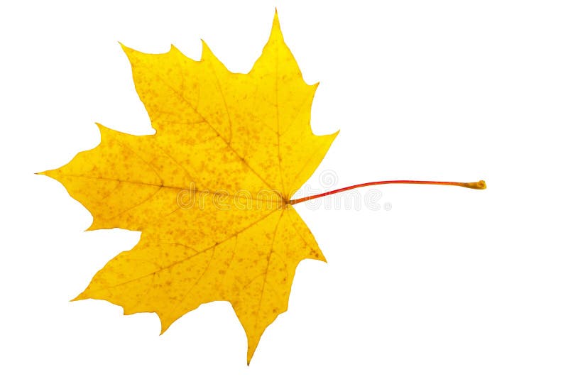 Bright Autumn Maple Leaf on a White Background. Autumn Maple Leaf ...