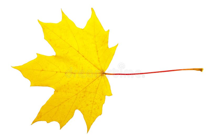 Bright Autumn Maple Leaf on a White Background. Autumn Maple Leaf ...