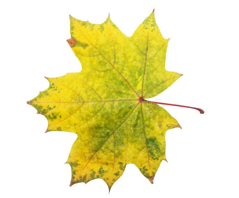 Bright Autumn Maple Leaf on a White Background. Autumn Maple Leaf ...