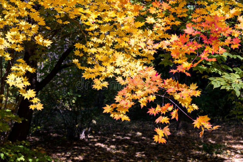 Bright autumn maple tree stock image. Image of detail - 45728191