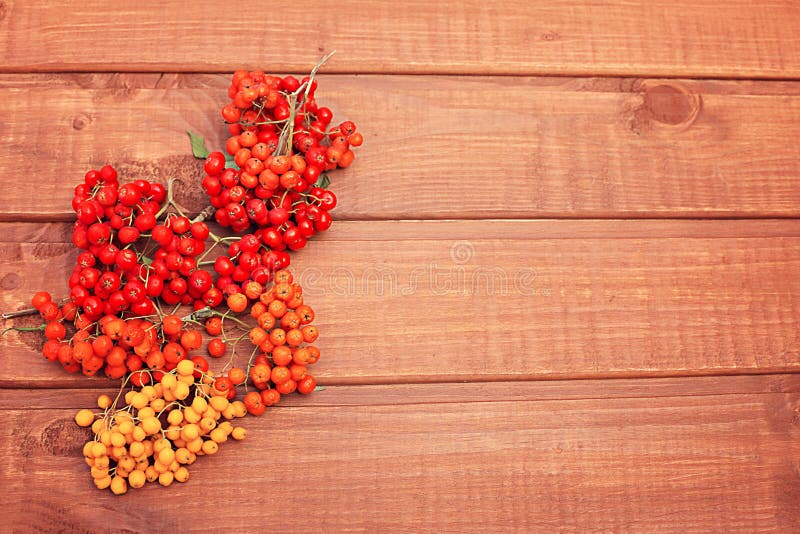 Bright Autumn Mountain Ash on Orange Wooden Background Stock Photo ...