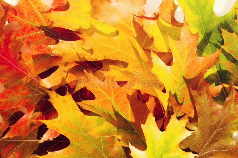 Bright Autumn Oak Leaves Close Up. Stock Image - Image of backgrounds ...