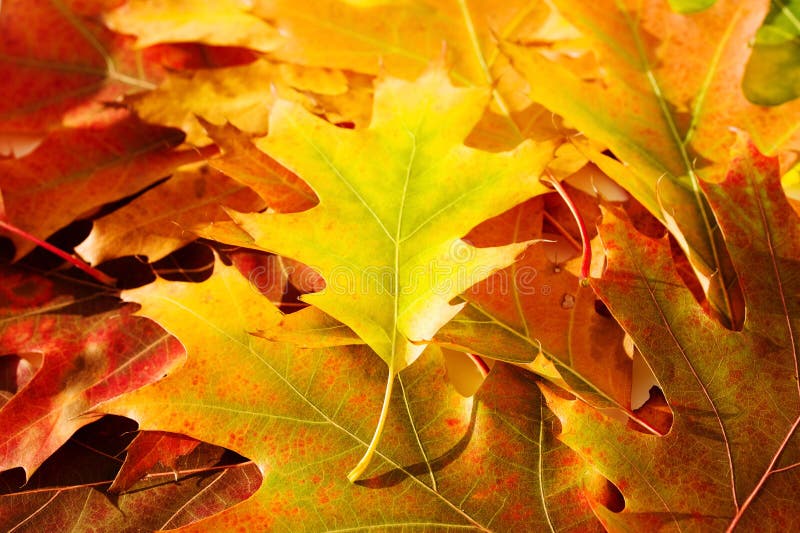 Bright Autumn Oak Leaves Close Up. Stock Image - Image of fall, brown ...