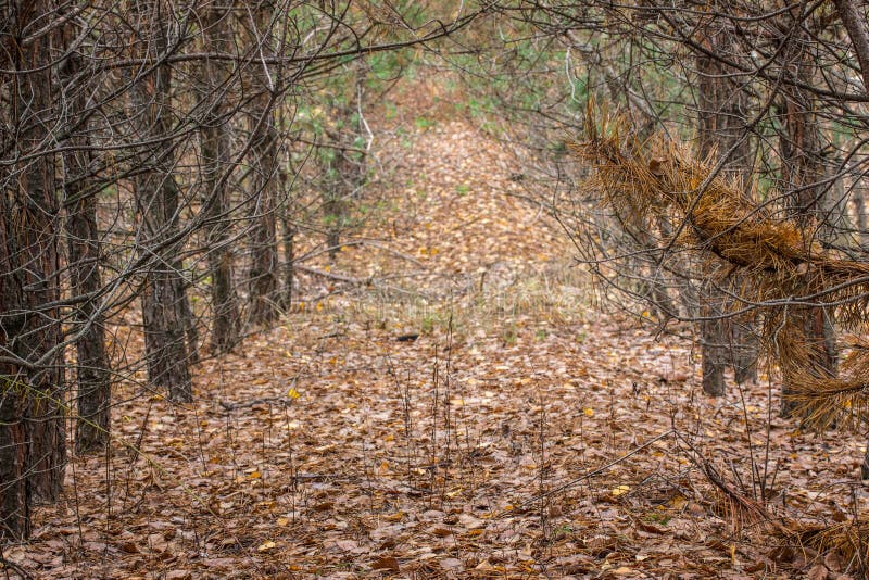 Bright Autumn Path Behind a Natural Arch of Spruce Stock Photo - Image ...