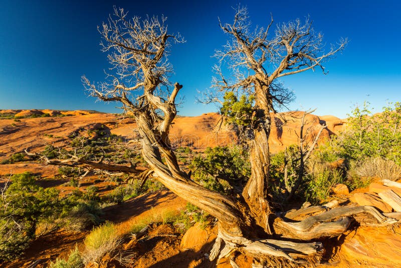 Autumn Scenery with Deep Blue Sky and Red Rocks in the Utah Desert ...
