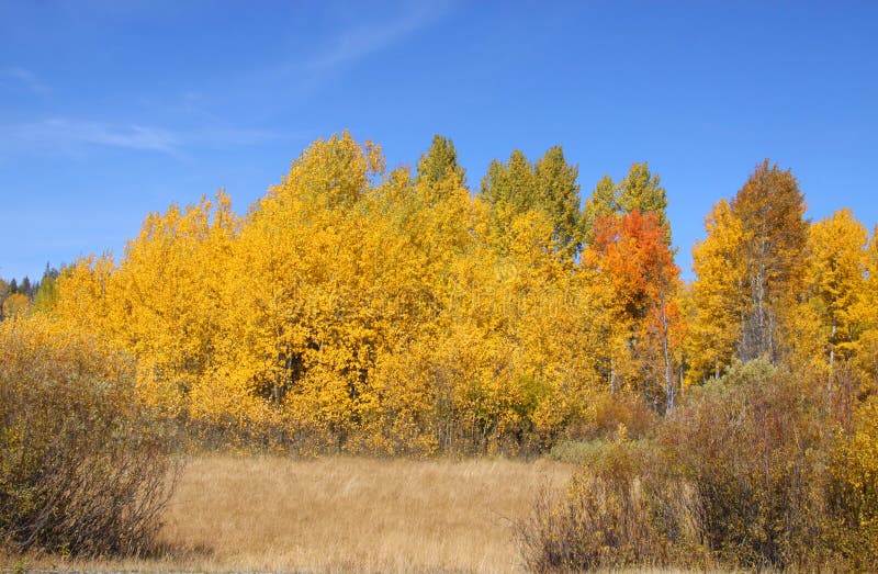 Bright autumn trees stock image. Image of autumn, blue - 44023959