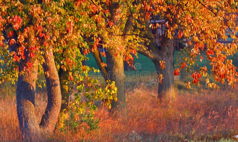 Bright autumn trees stock image. Image of season, branch - 44024203