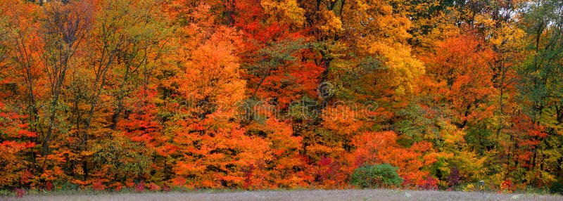 Bright autumn trees stock photo. Image of panorama, autumn - 34021742