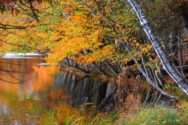 Bright Autumn Trees by Water Stream Stock Photo - Image of trees, reds ...
