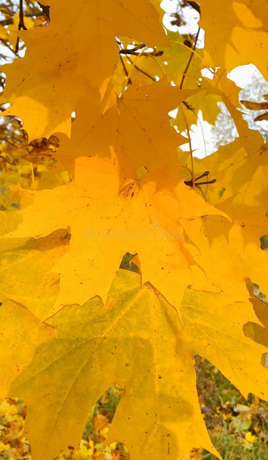 Bright Autumn Yellow Foliage of Maple Tree Stock Image - Image of glow ...