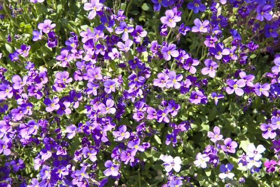 Bright Background of Small Purple Flowers Stock Image - Image of tiny ...