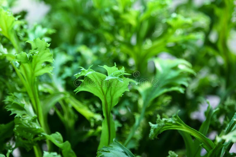 Bright Background of Young Fresh Vegetation in the Park Stock Photo ...