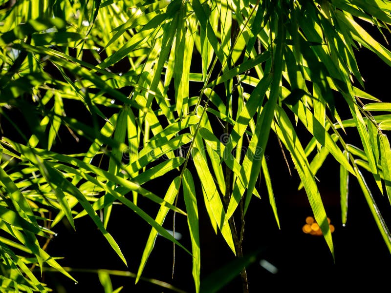 Bright Bamboo Leaves Background. Fresh Summer Natural Wallpaper Stock ...