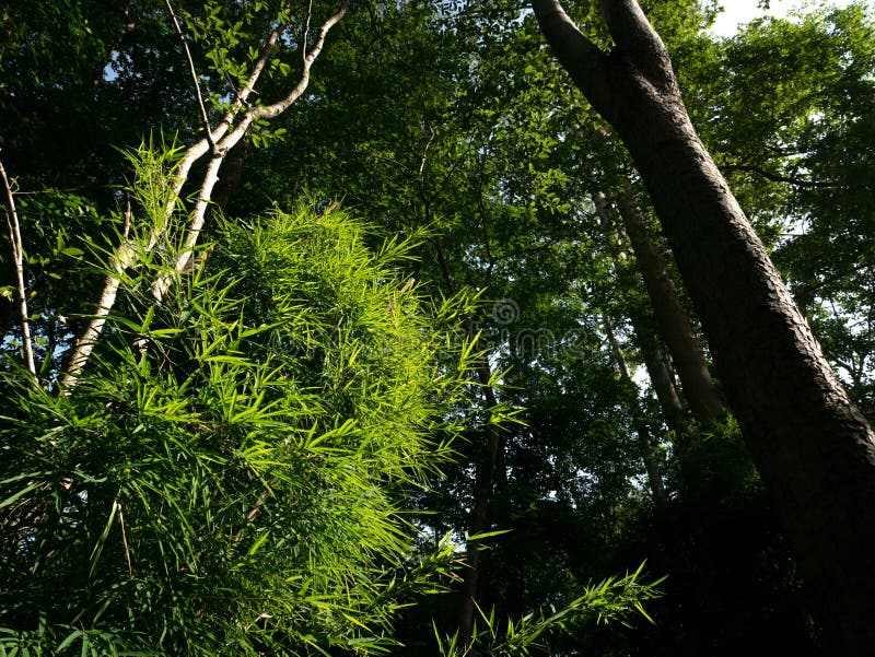 Bright Bamboo Leaves Background. Fresh Summer Natural Wallpaper Stock ...