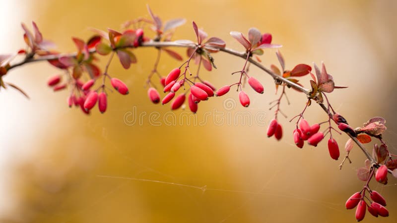 Bright Barberry in the Fall Stock Image - Image of leaves, forest ...