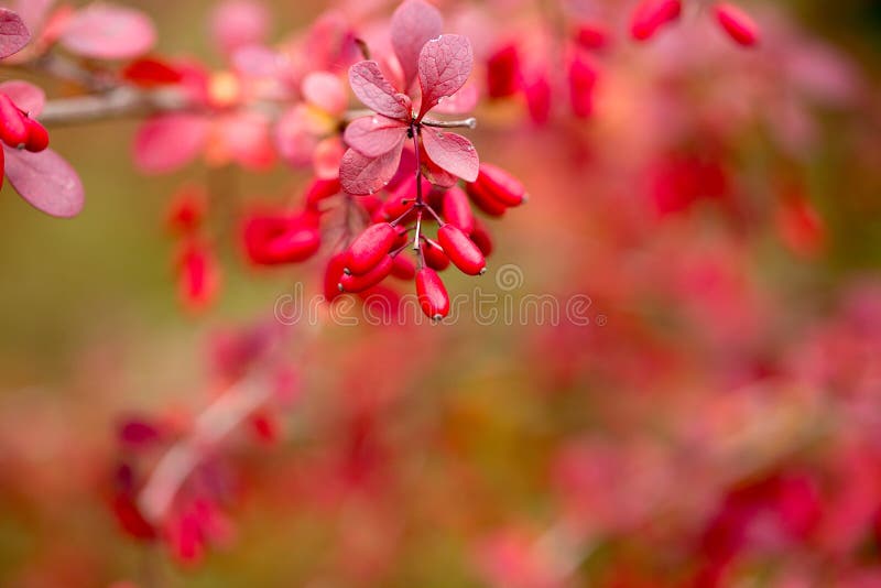 Bright Barberry in the Fall Stock Image - Image of fresh, flora: 135151303