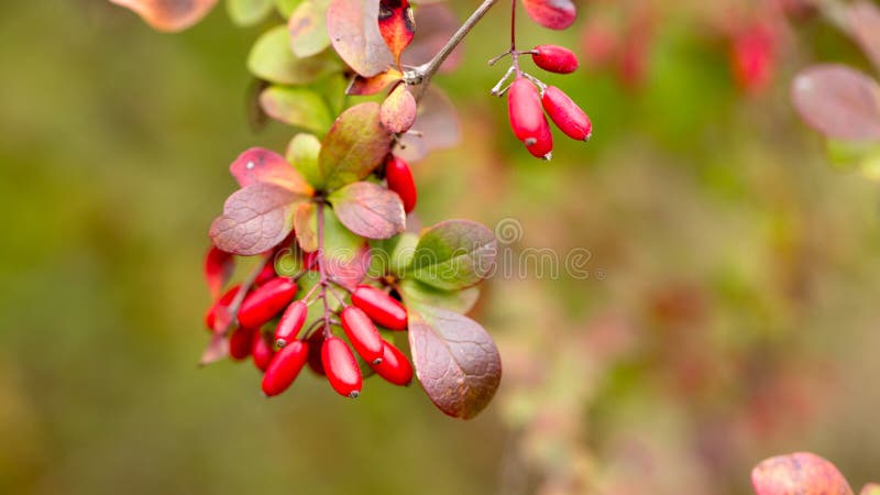 Bright Barberry in the Fall Stock Photo - Image of fall, medicine ...