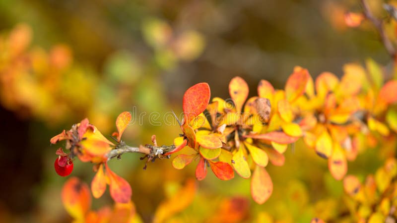 Bright Barberry in the Fall Stock Photo - Image of fall, beautiful ...