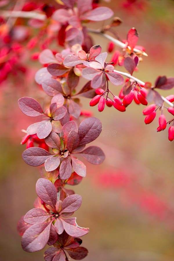 Bright Barberry in the Fall Stock Image - Image of medicine, fresh ...