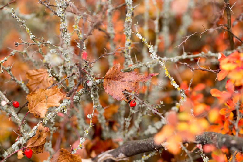 Bright Barberry in the Fall Stock Photo - Image of barberry, freshness ...