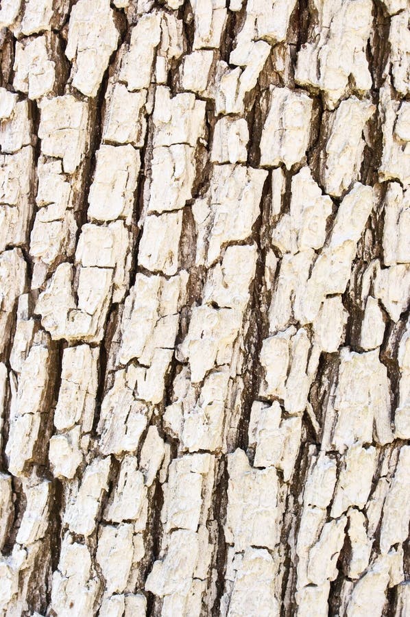 Abstract Wood Texture Bark stock image. Image of gold - 16484665