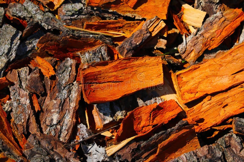 The Bright Bark from the Tree Lies on the Ground Stock Image - Image of ...