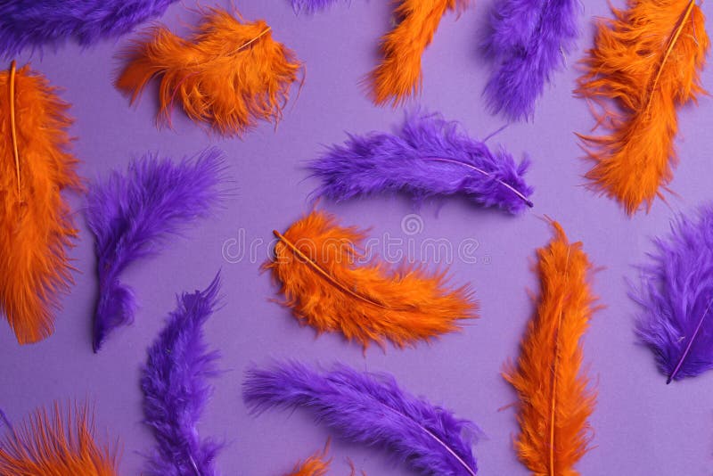 Bright Beautiful Feathers on Violet Background, Flat Lay Stock Photo ...