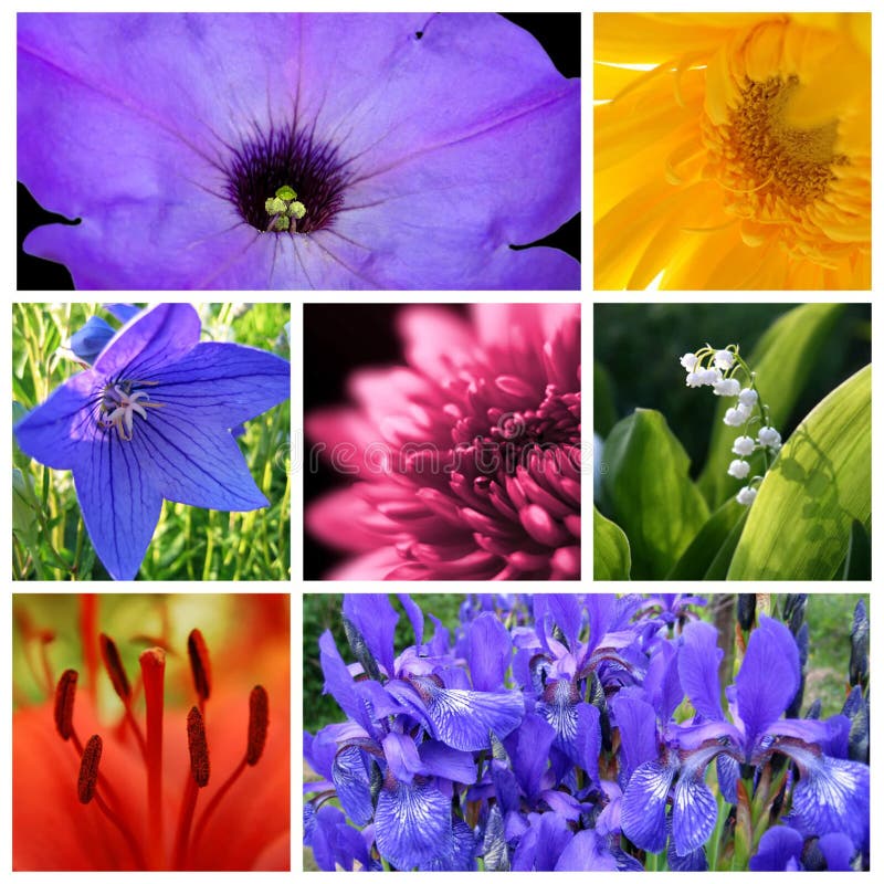 Bright Beautiful Flowers Collage Stock Photo - Image of bloom, design ...