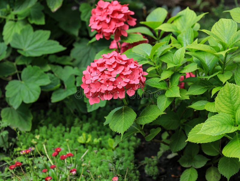 Bright Beautiful Pink Hydrangea Inflorescences on the Bush. Stock Photo ...