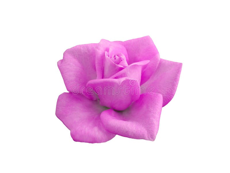 Bright beautiful pink rose stock image. Image of object - 49575061