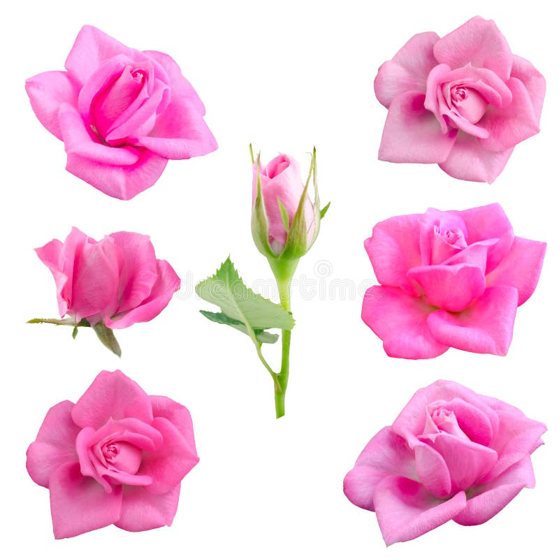 Bright beautiful pink rose stock photo. Image of seven - 49382860