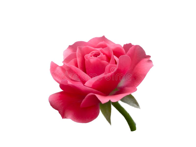 Bright beautiful pink rose stock image. Image of nature - 38109289