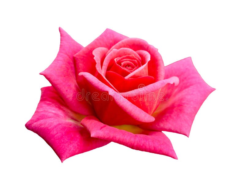 Bright beautiful pink rose stock photo. Image of nature - 39929072