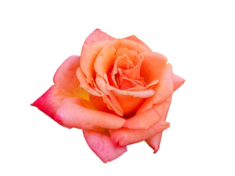 Bright beautiful pink rose stock photo. Image of macro - 42667610