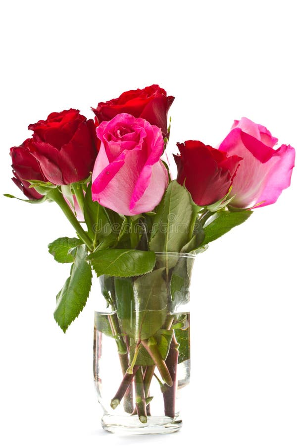 Bright Beautiful Pink Roses Stock Photo - Image of gift, natural: 25078392
